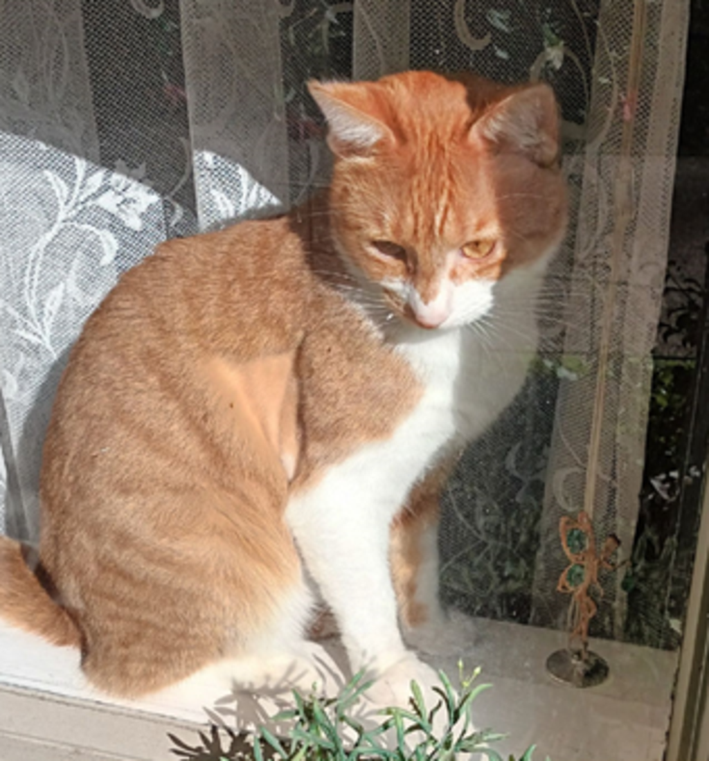 Soonie - Male Domestic Short Hair Mix Cat in VIC - PetRescue