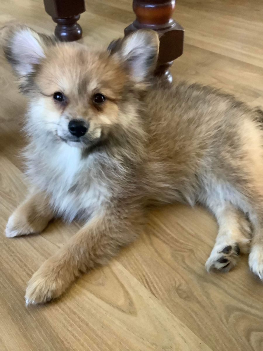 Mocha - Small Male Pomeranian Mix Dog in QLD - PetRescue