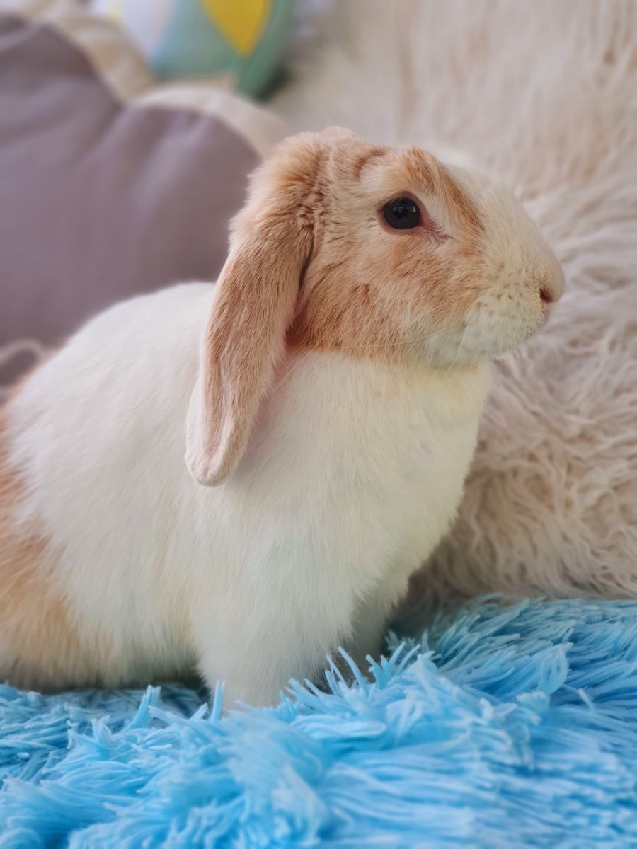 Phineas - Male Mix Rabbit in VIC - PetRescue