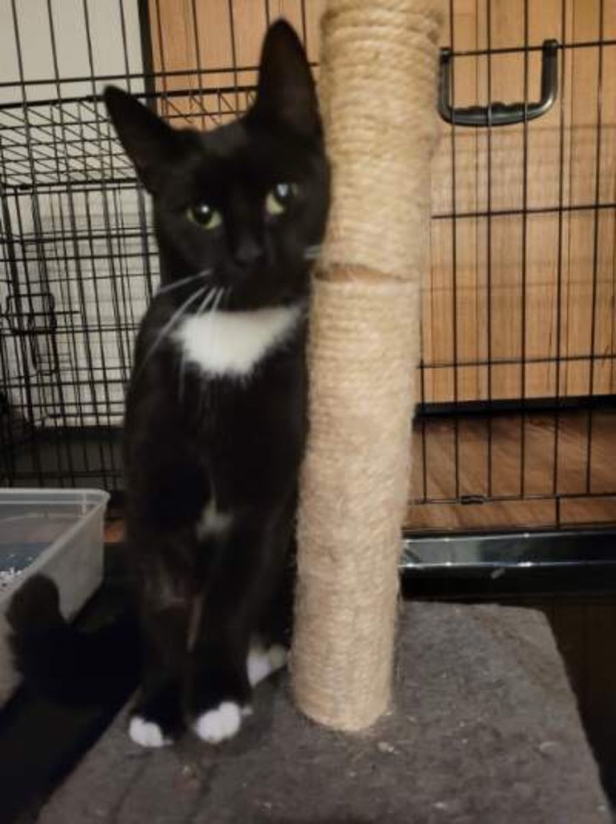 Toots - Female Domestic Short Hair Cat in VIC - PetRescue