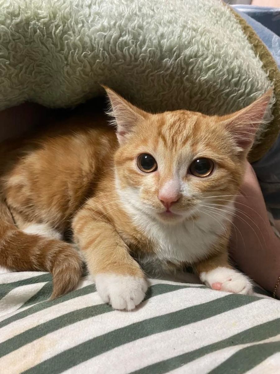 Opie - Female Domestic Short Hair Cat in QLD - PetRescue