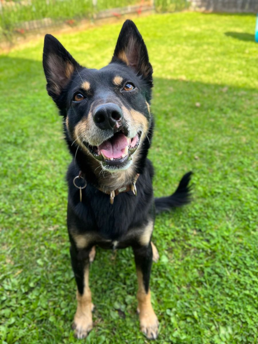 Wiggins - Medium Male Kelpie Mix Dog in VIC - PetRescue