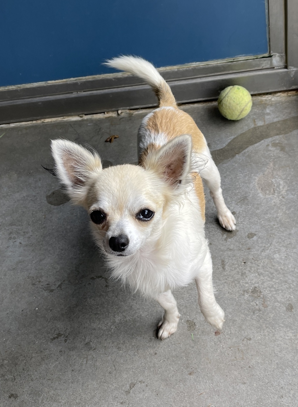 Patsy - Small Female Chihuahua Mix Dog in QLD - PetRescue