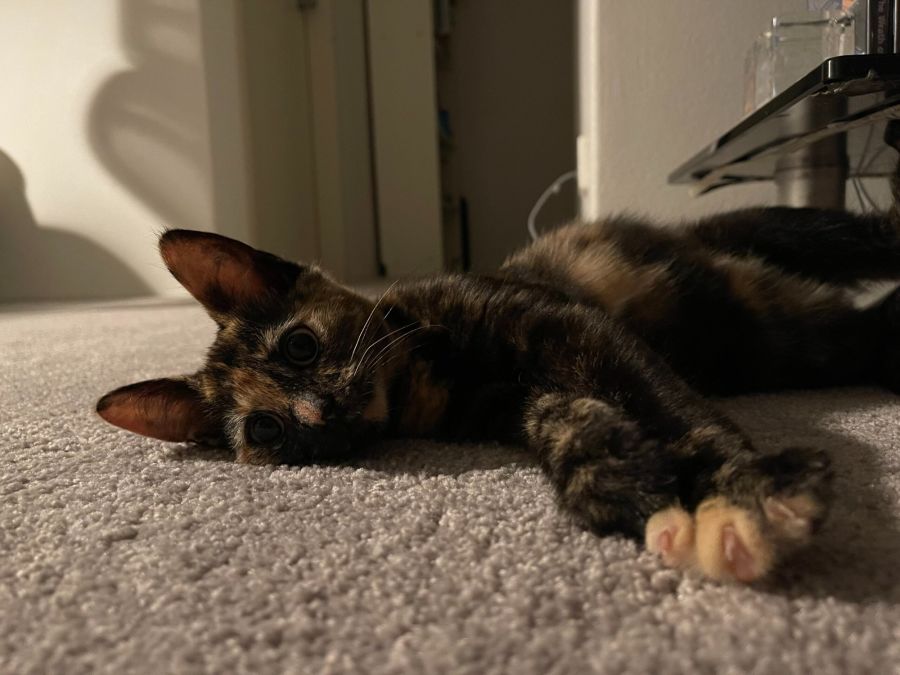 Kit-Kat - Female Domestic Short Hair Cat in NSW - PetRescue