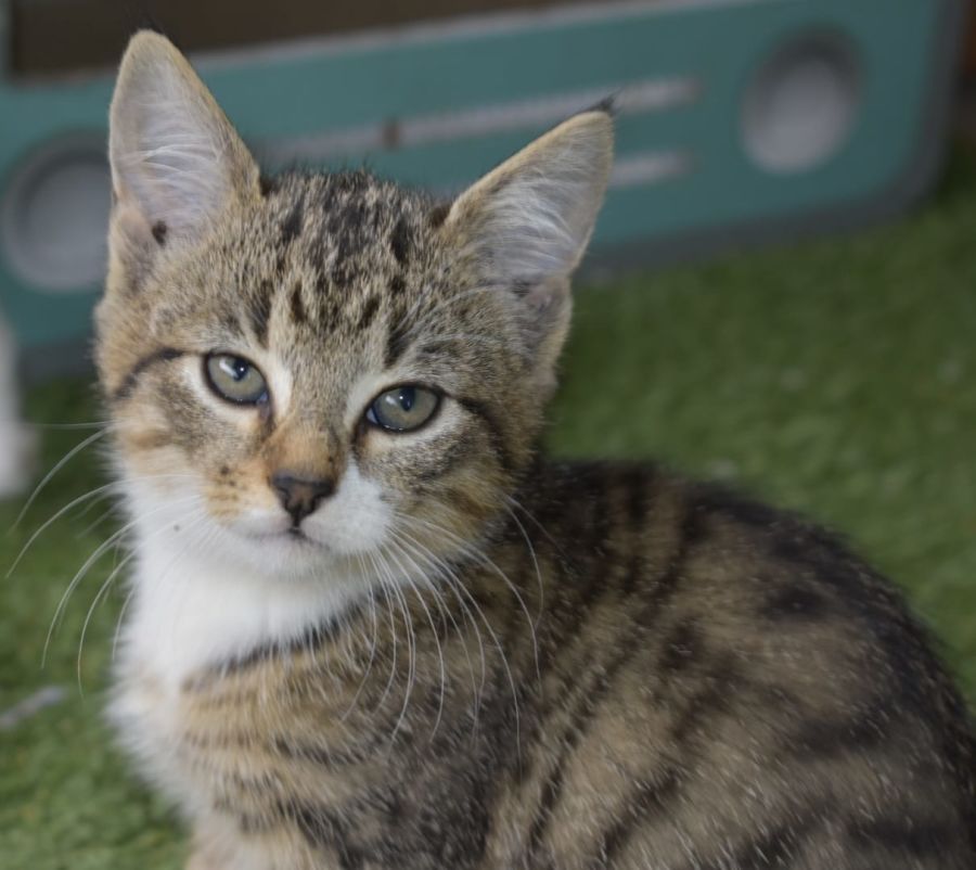 Stevie Nicks - Female Domestic Short Hair Cat in QLD - PetRescue