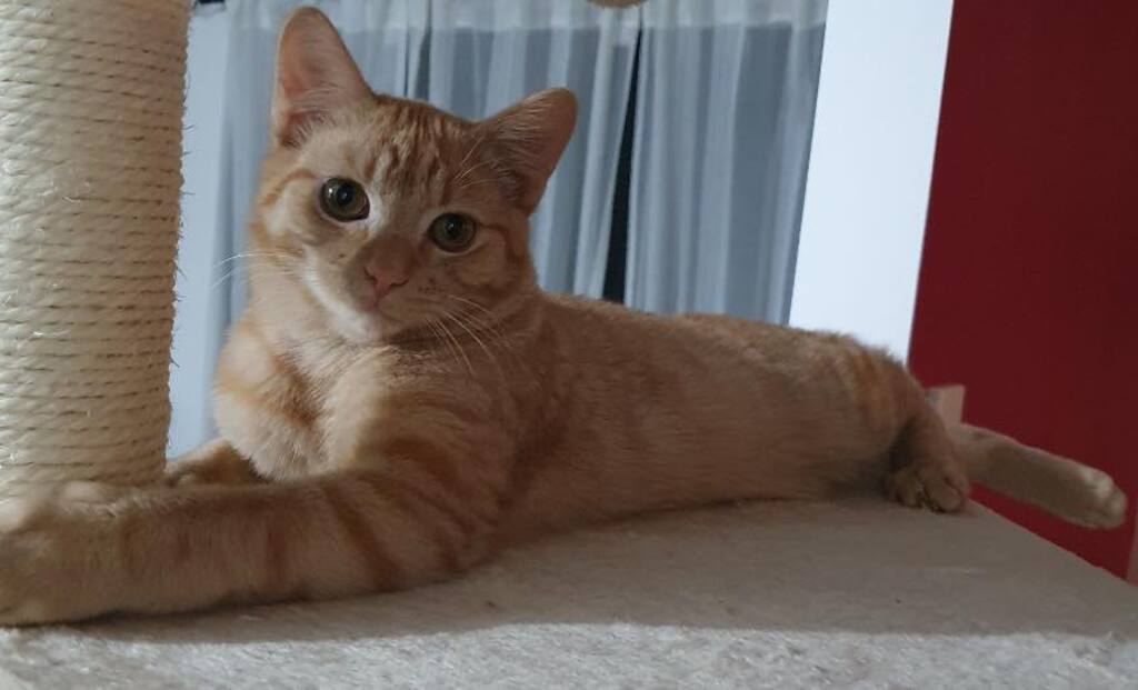 Alfredo - Male Domestic Short Hair Cat in ACT - PetRescue
