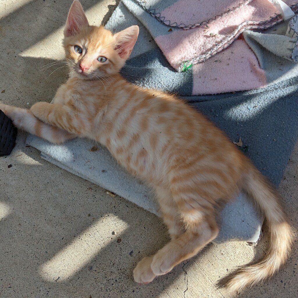 Tigger - Male Domestic Medium Hair Mix Cat in QLD - PetRescue