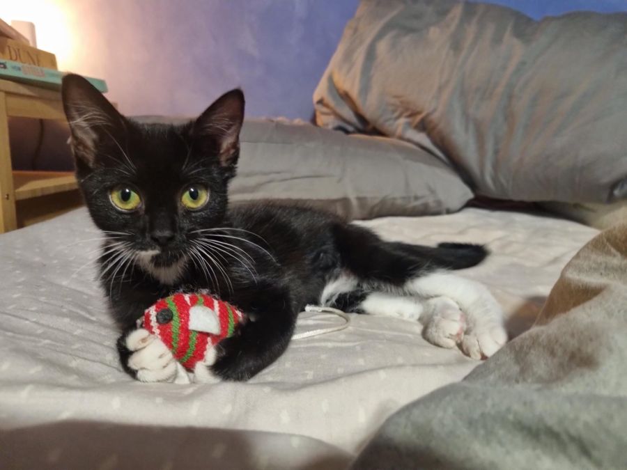 Jinxy - Female Domestic Short Hair Cat in NSW - PetRescue