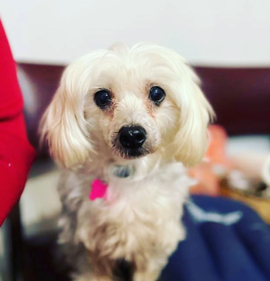Princess - Small Female Maltese Dog in VIC - PetRescue
