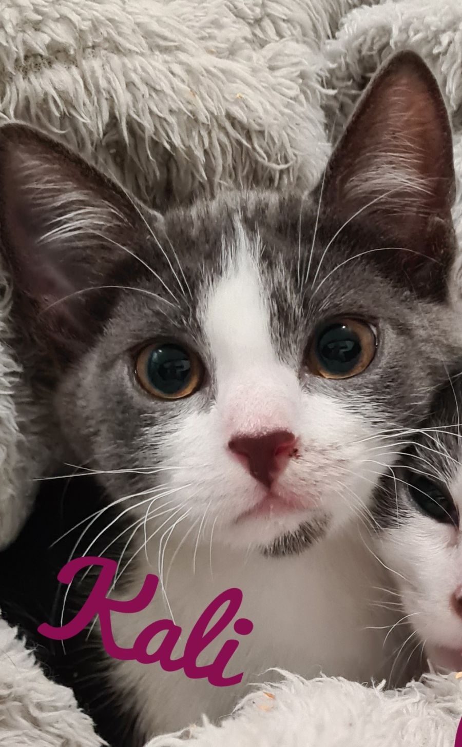 C1185 Kali - Female Domestic Short Hair Cat in NSW - PetRescue