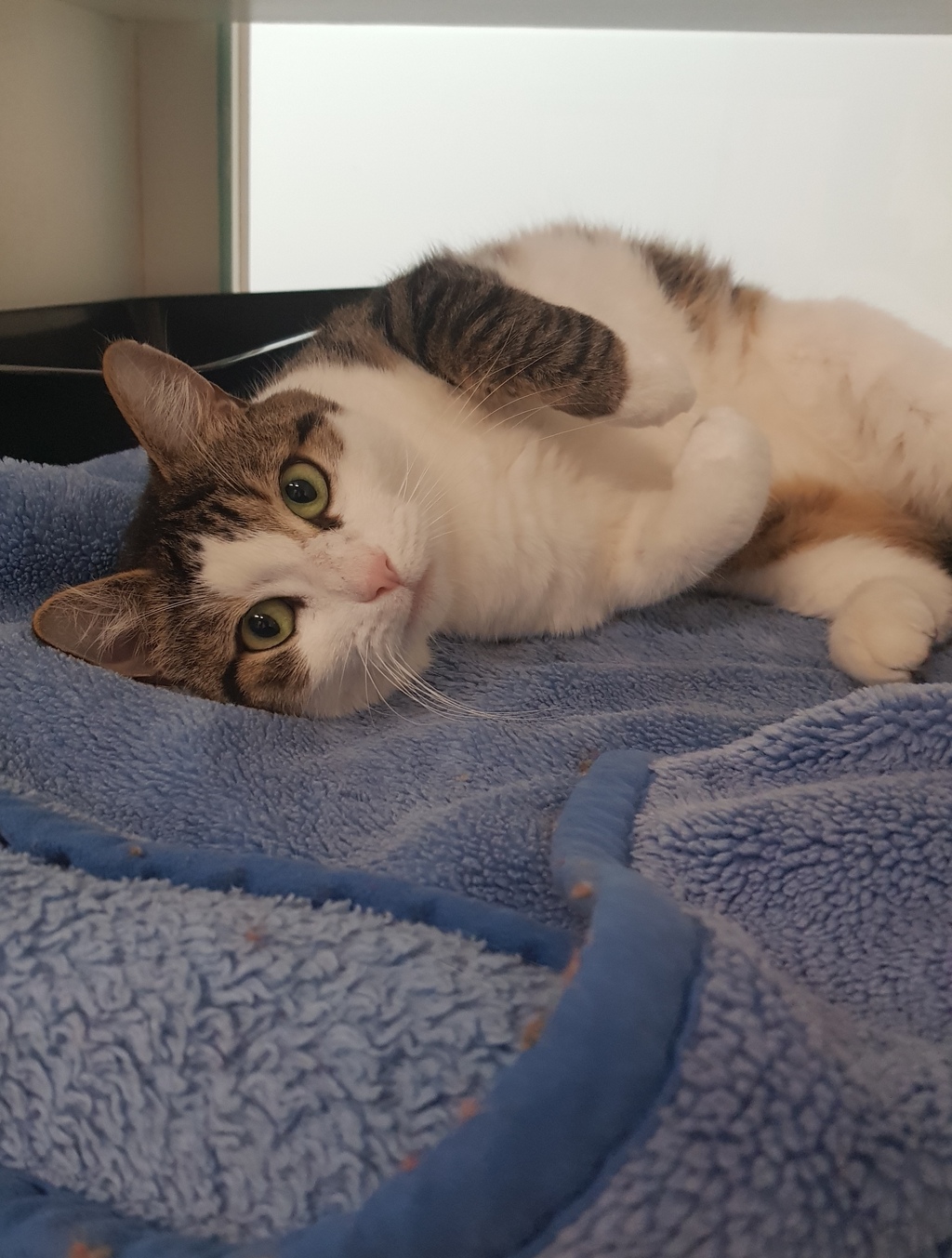 Tiger - Male Dsh Mix Cat in WA - PetRescue