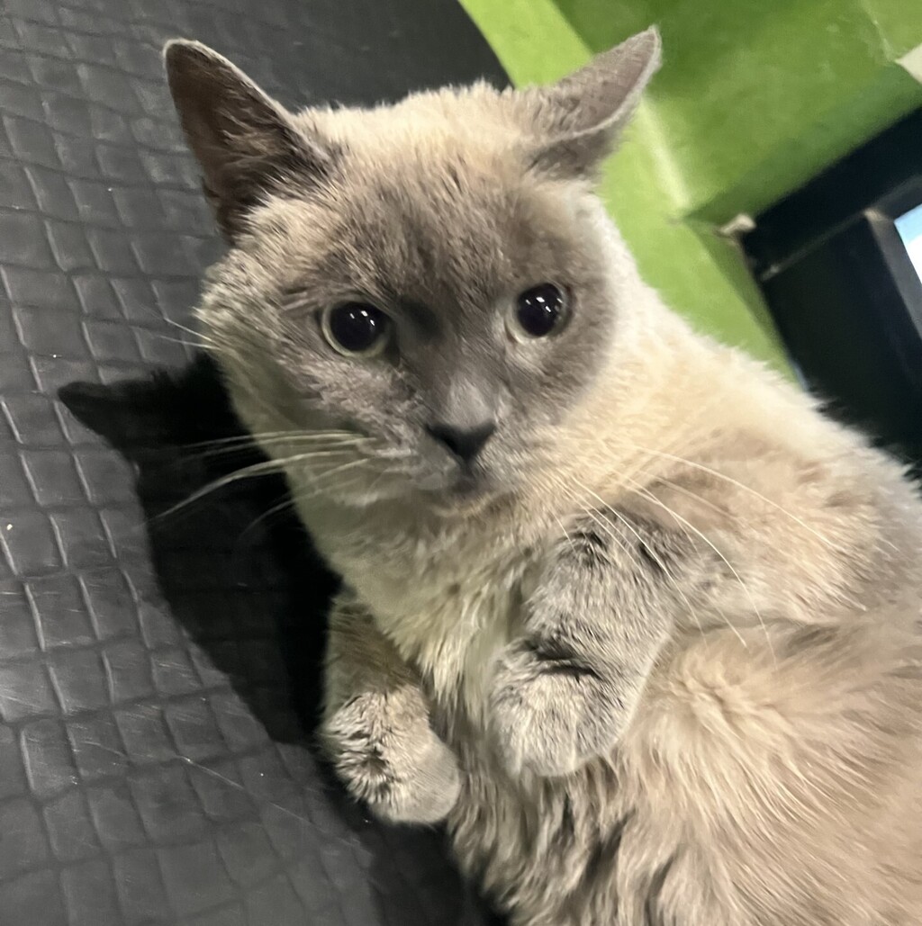 Hehehe - Female British Shorthair Mix Cat in VIC - PetRescue