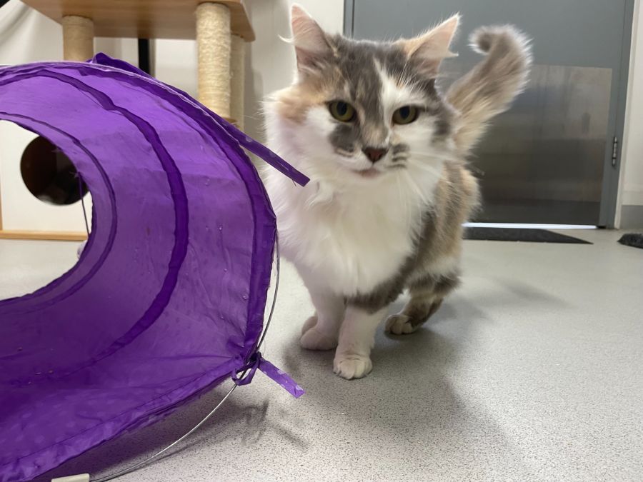 🍡 Payton F02438 🍡 - Female Domestic Medium Hair Cat in VIC - PetRescue