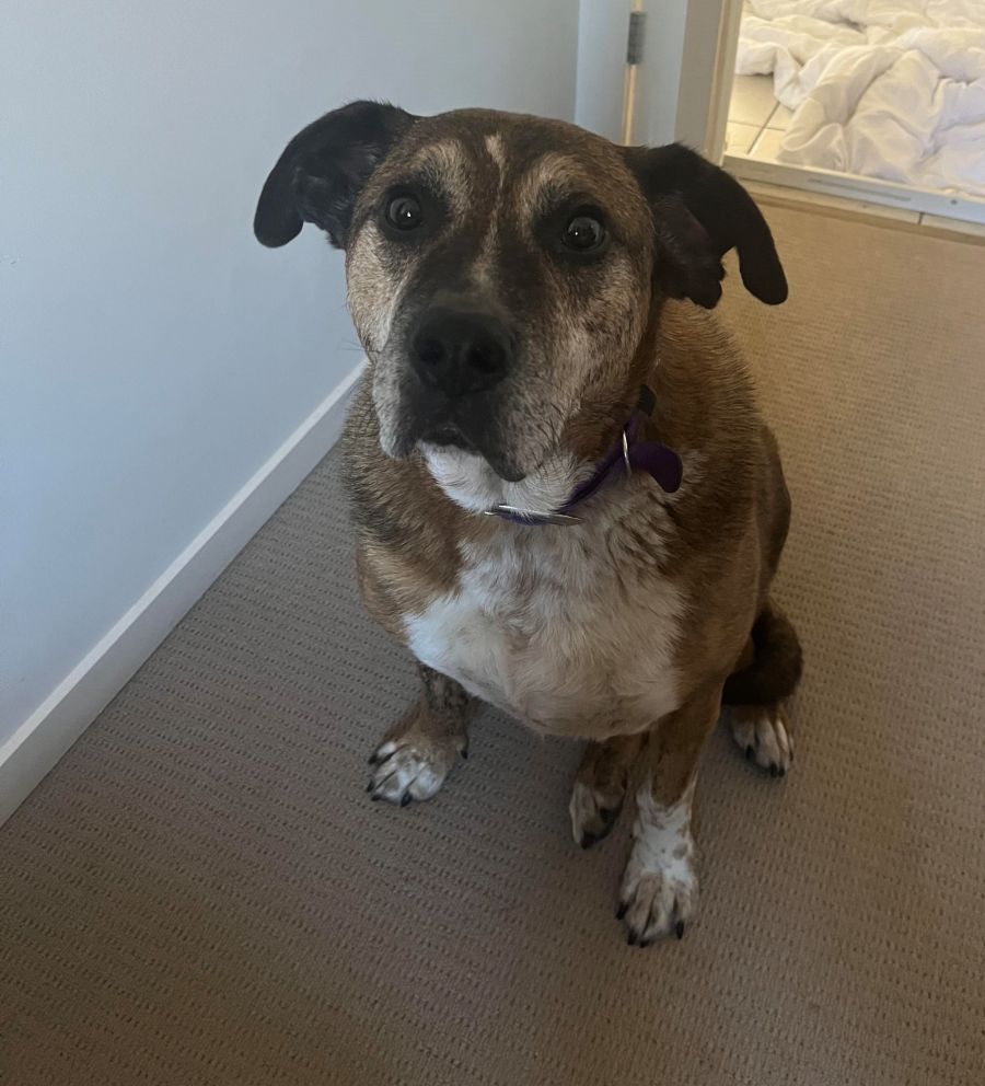 Old Man Rex - Medium Male Staffordshire Bull Terrier x Cattle Dog Mix ...