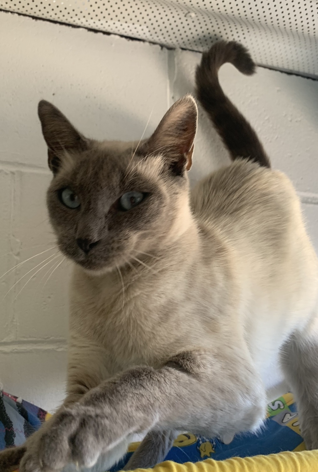 Luna - Female Burmese x Ragdoll Mix Cat in QLD - PetRescue