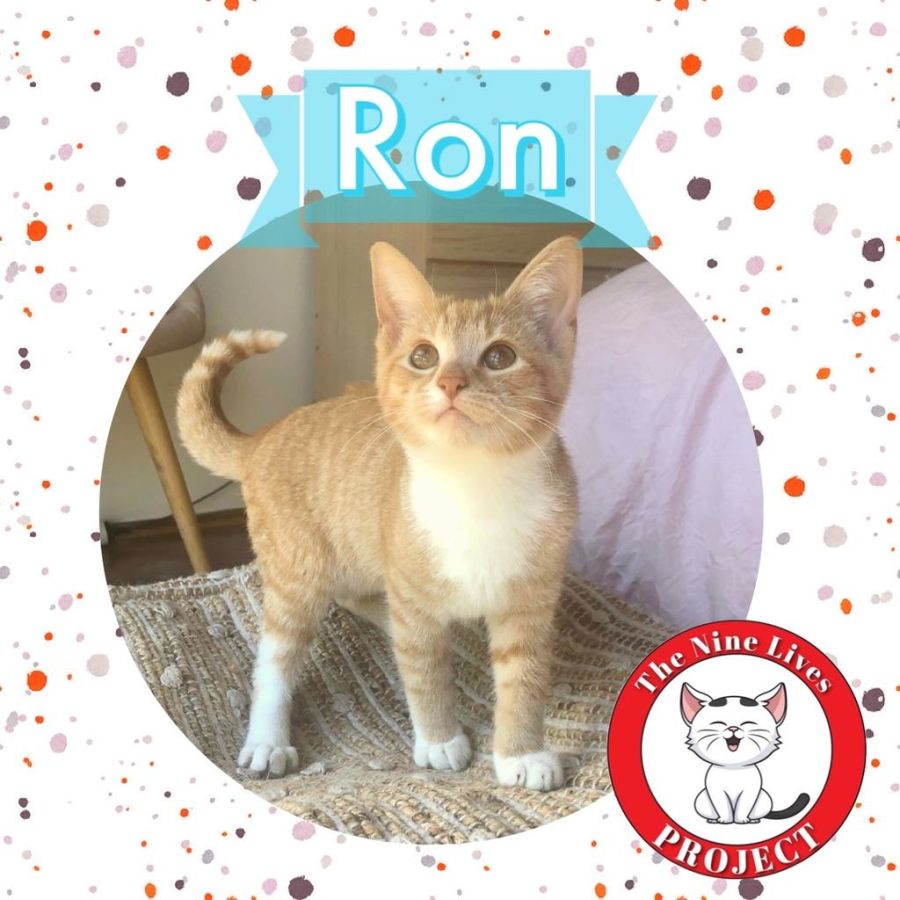 Ron (Weasley) *9 Lives Project Rescue* - Male Domestic Short Hair Cat in VIC - PetRescue