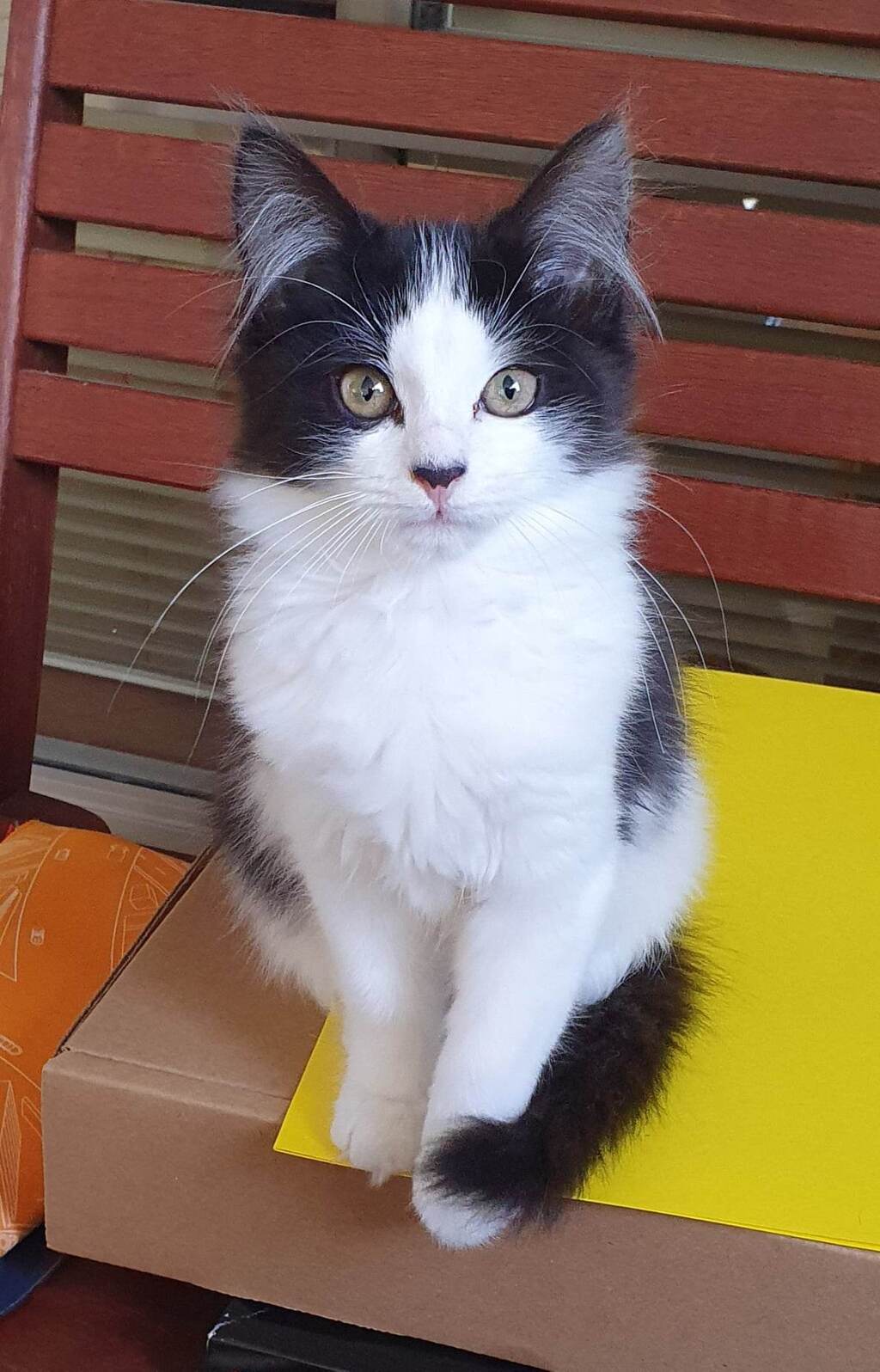 Delaney - Female Dmh Mix Cat in VIC - PetRescue