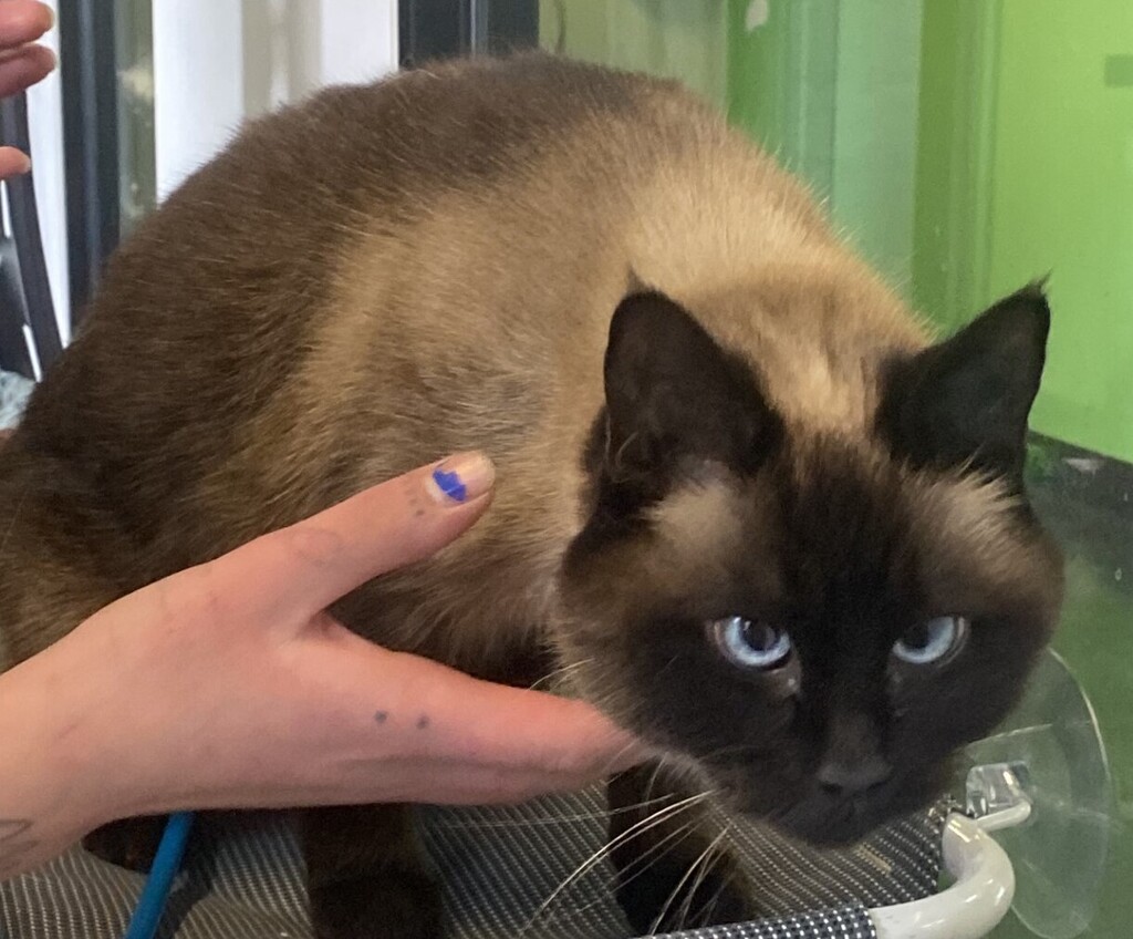 Stella - Female Ragdoll Mix Cat in VIC - PetRescue