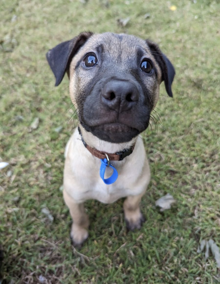 Georgia - Large Female Labrador x Bull Arab Mix Dog in QLD - PetRescue