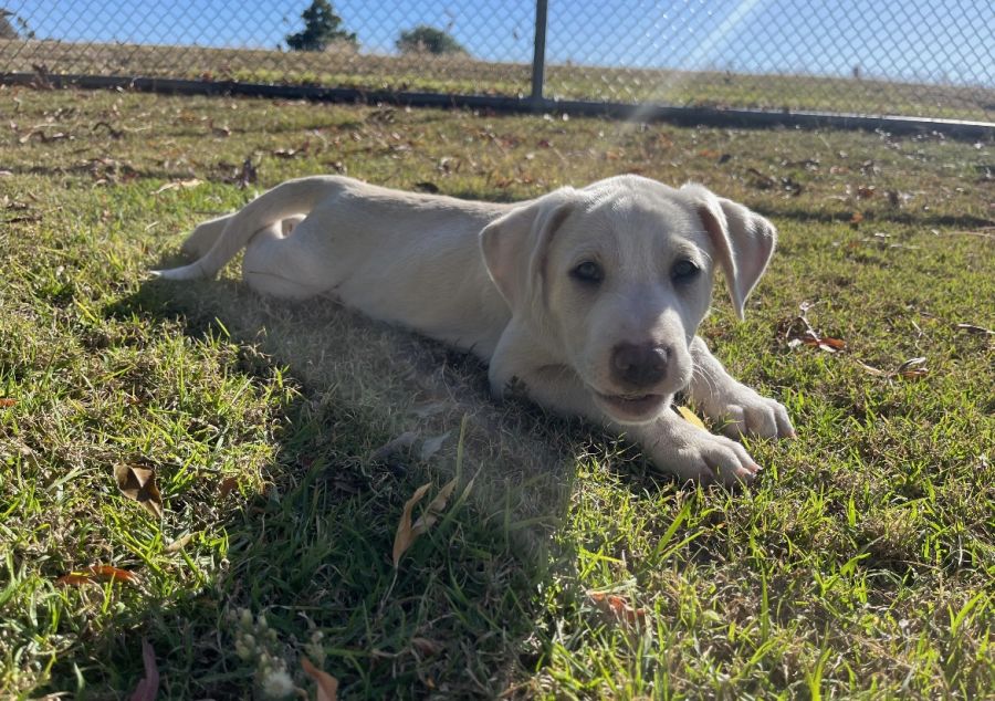 Memphis - Large Male Labrador x Bull Arab Mix Dog in QLD - PetRescue