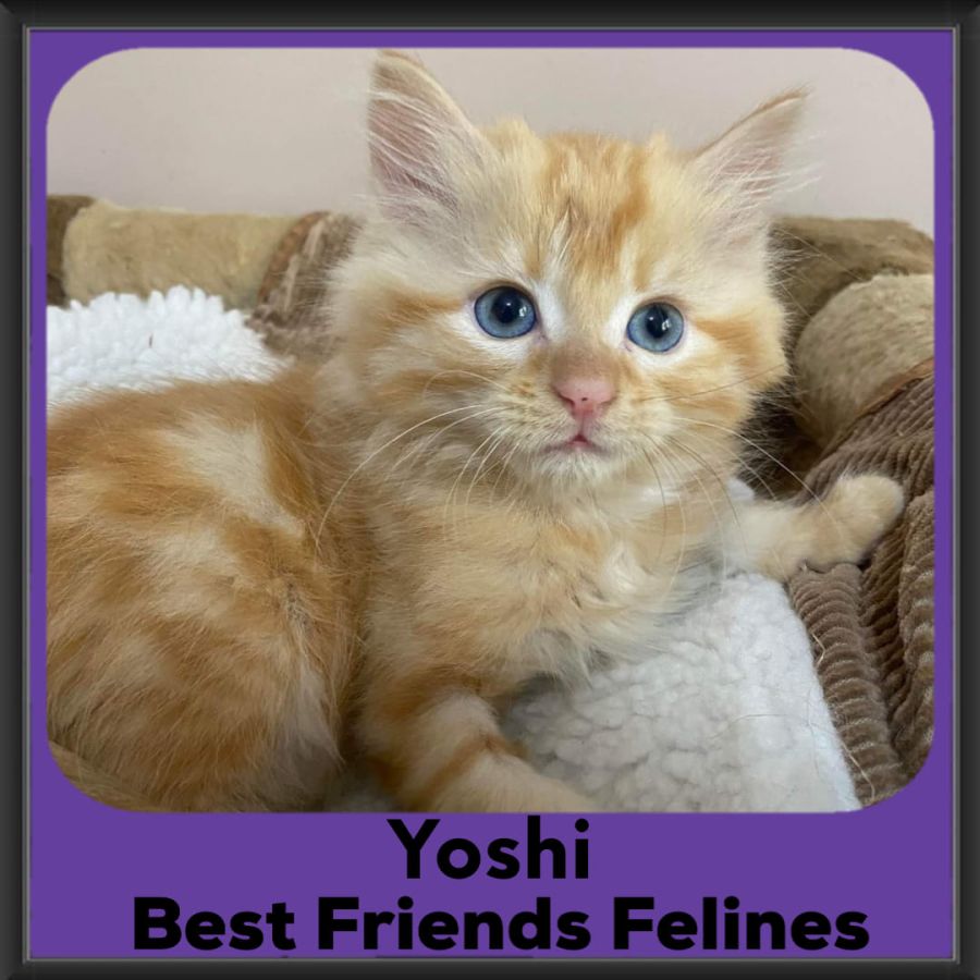 Yoshi - Male Domestic Medium Hair Cat in QLD - PetRescue