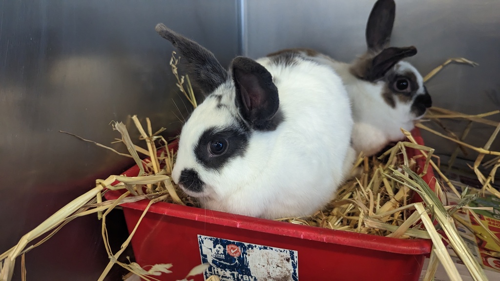 Dumpling - Female English Spot Rabbit in VIC - PetRescue