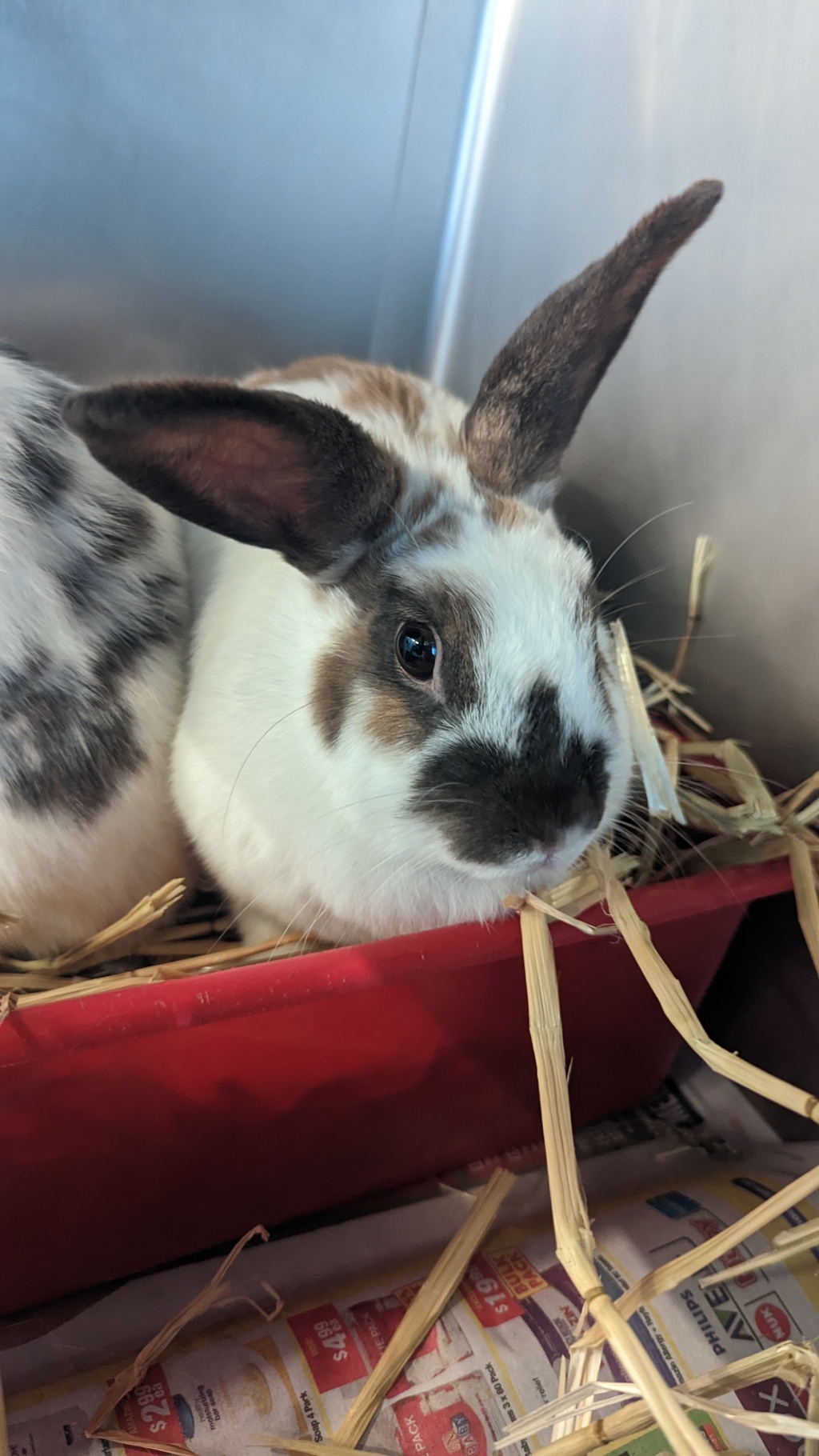 Wonton - Female English Spot Rabbit in VIC - PetRescue
