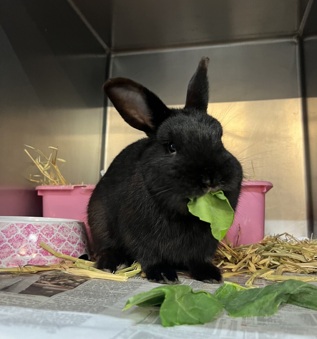 Midnight - Male Rex Rabbit in VIC - PetRescue