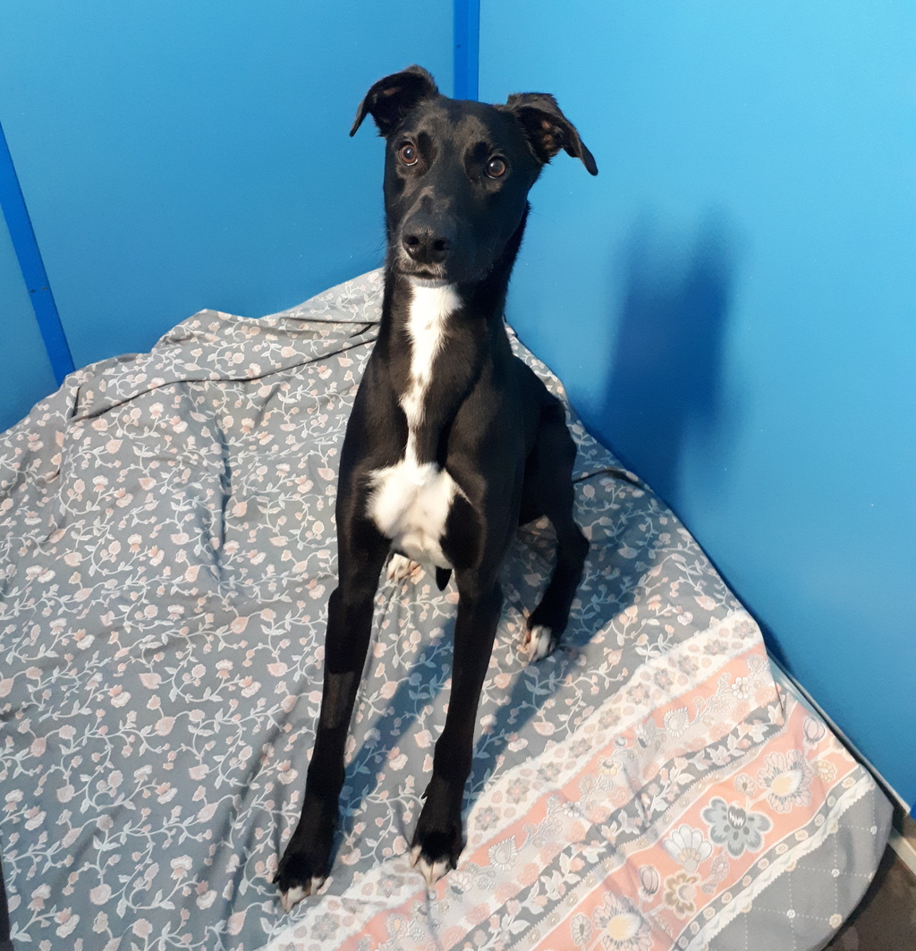 Barney - Large Male Greyhound Mix Dog in VIC - PetRescue