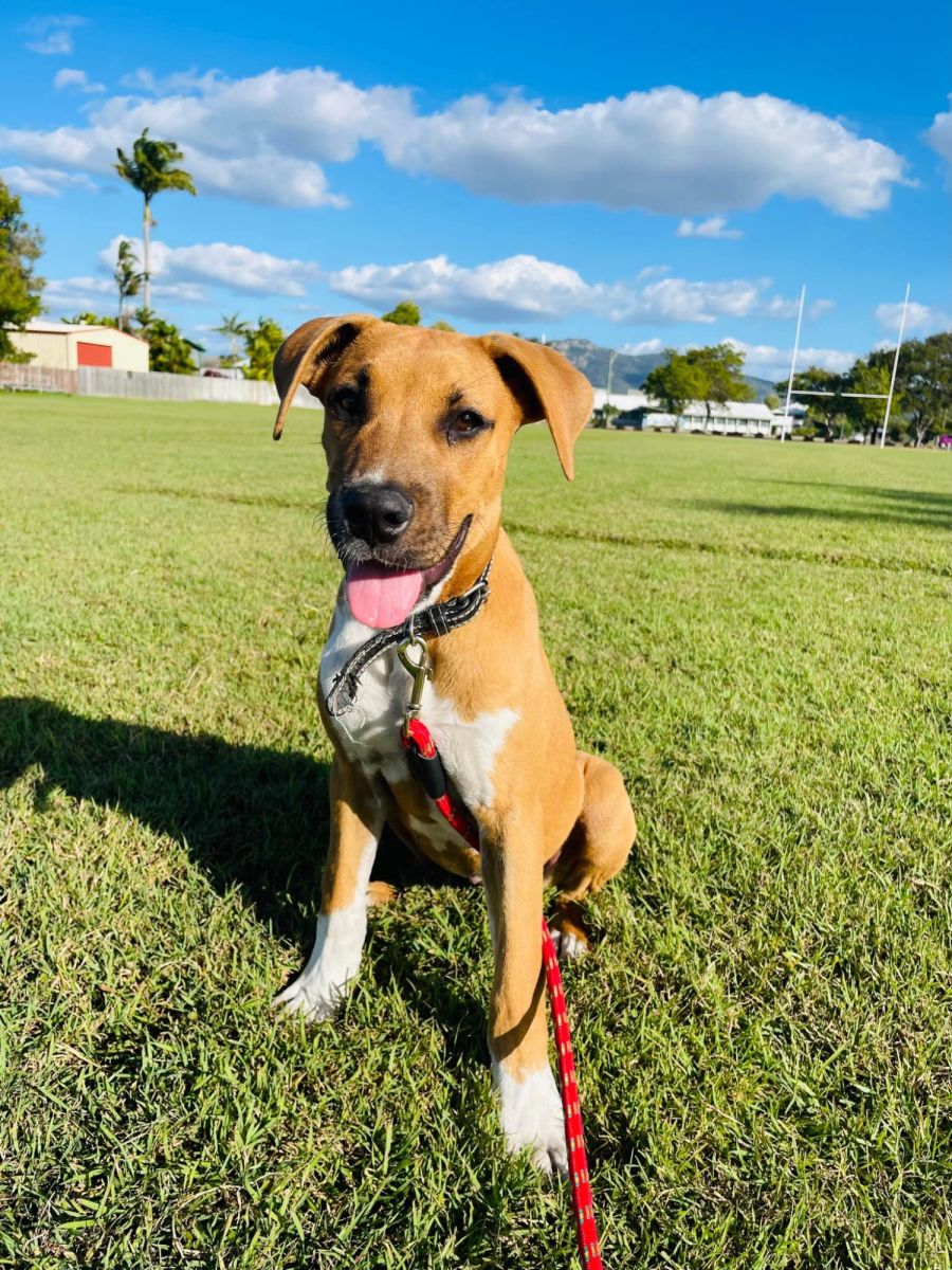 Tabitha - Large Female Mastiff Mix Dog in QLD - PetRescue