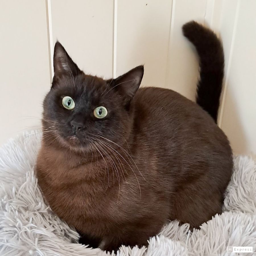 Lennon - Male Burmese x Ragdoll Mix Cat in QLD - PetRescue