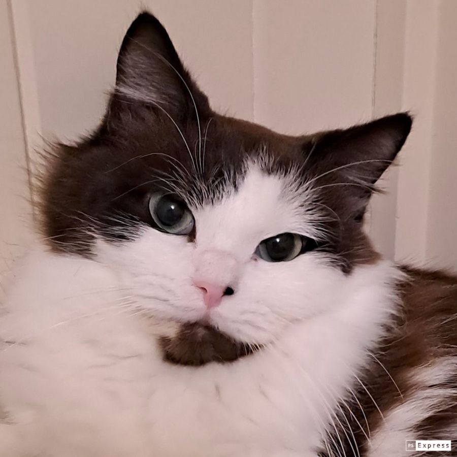 Violet - Female Ragdoll Mix Cat in QLD - PetRescue