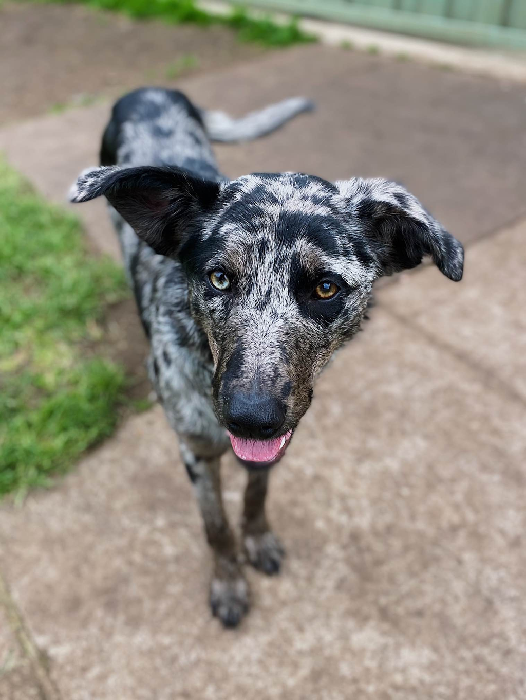 Bella - Medium Female Koolie Mix Dog in VIC - PetRescue