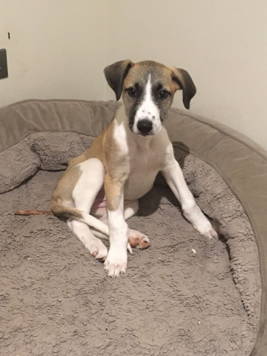 Daisy - Large Female Staghound Dog in VIC - PetRescue