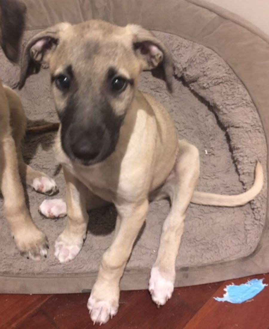 Peach - Large Female Staghound Dog in VIC - PetRescue