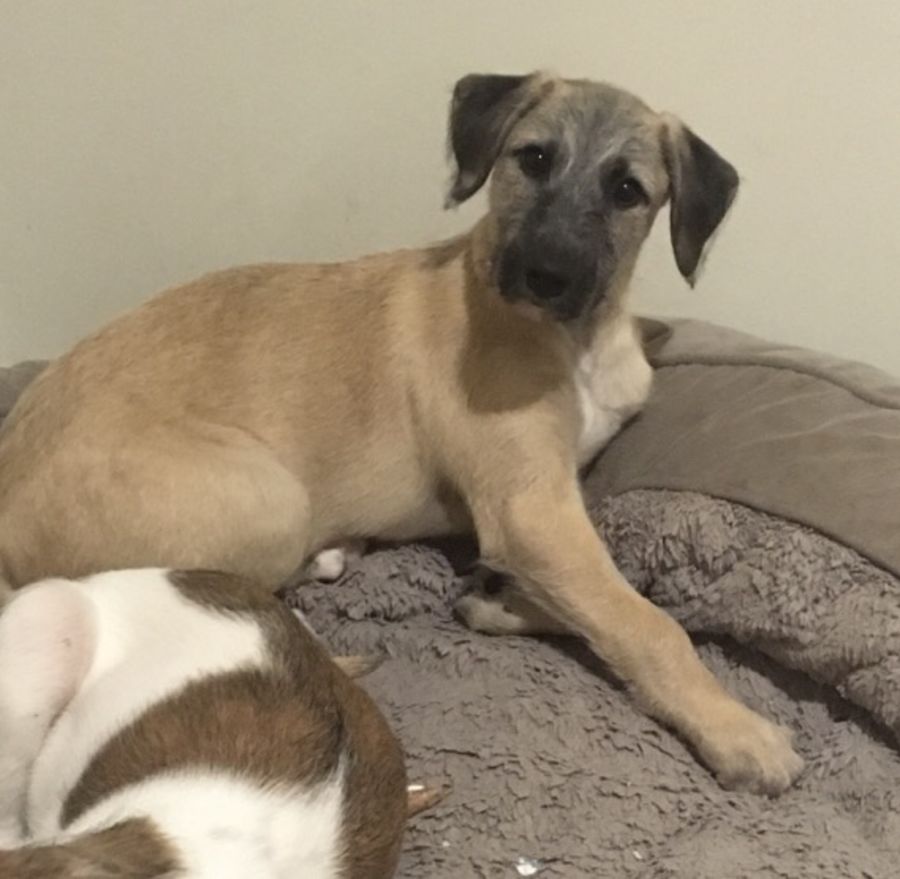 Mario - Large Male Staghound Dog in VIC - PetRescue