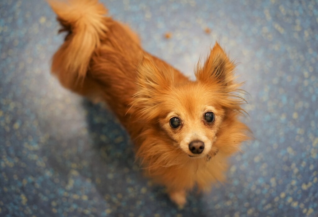 Foxy - Small Female Pomeranian Mix Dog in QLD - PetRescue