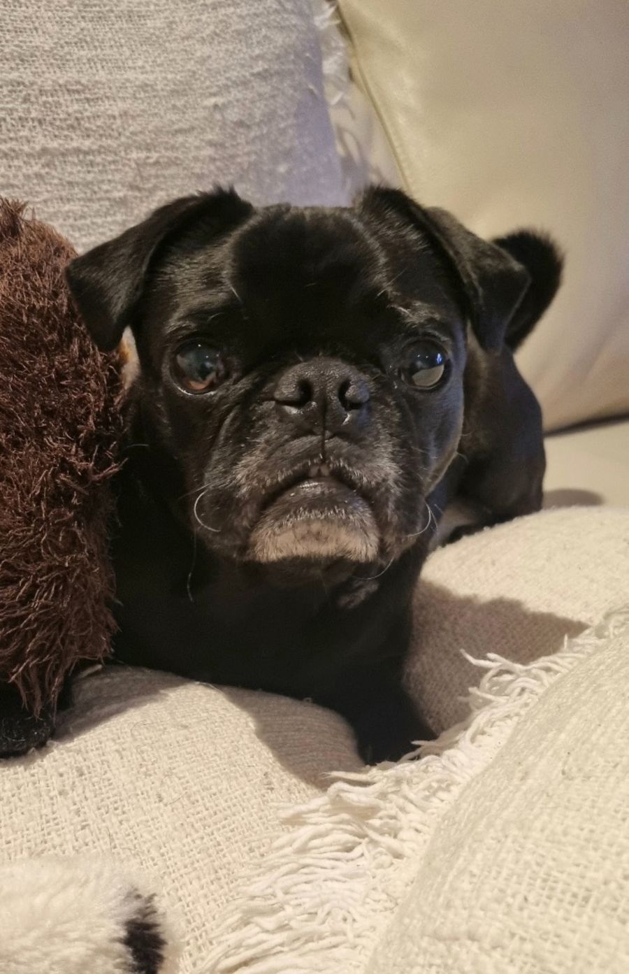 Zeus - Small Male Pug Mix Dog in WA - PetRescue