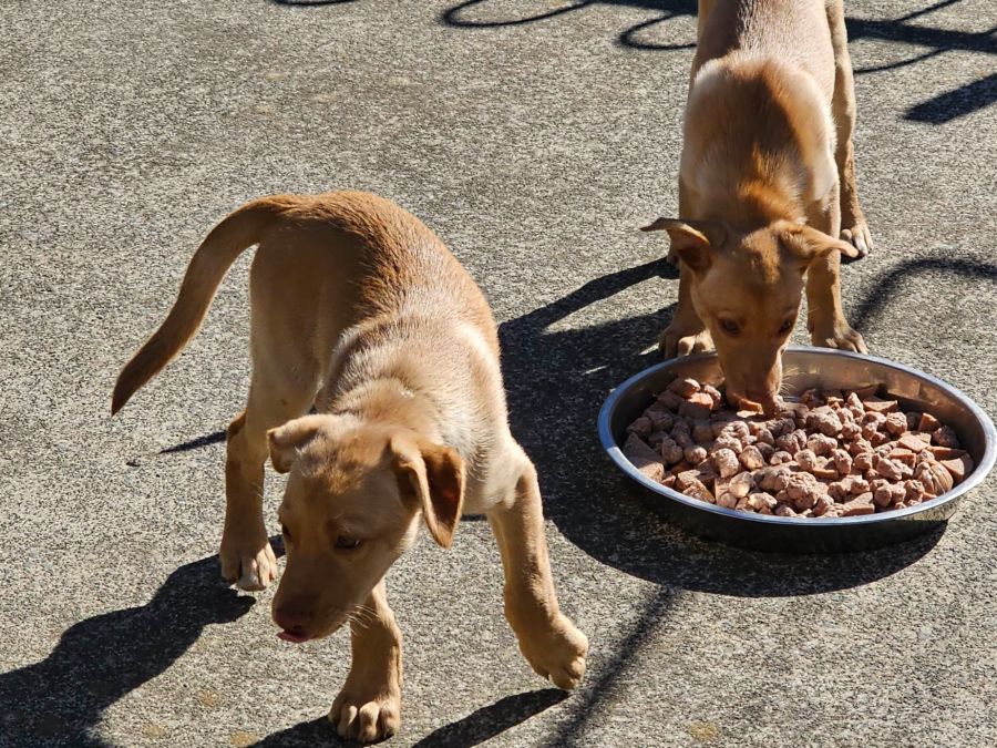 Gretta - Medium Female Kelpie Dog in NSW - PetRescue