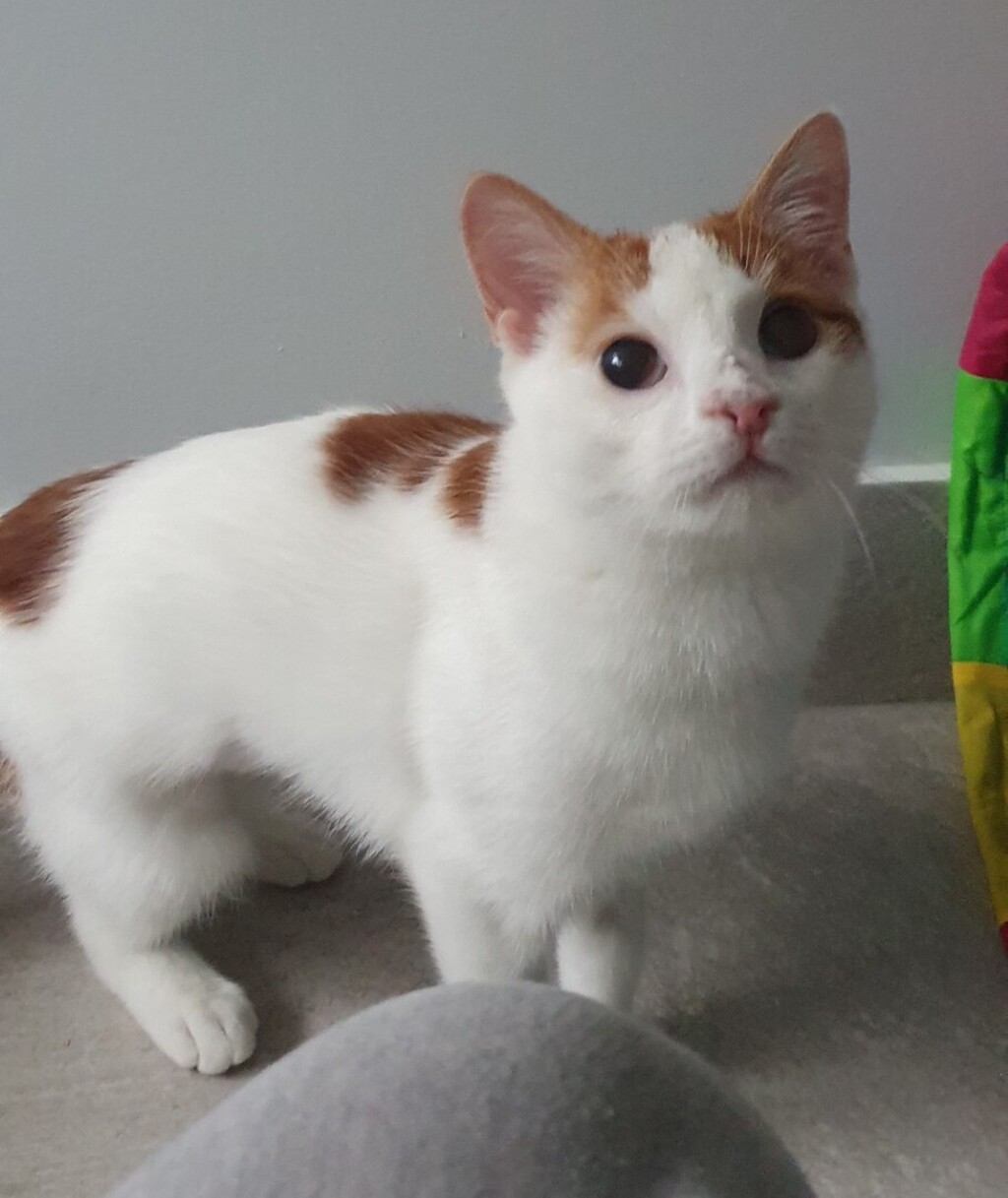 Wombat - Female Domestic Short Hair Mix Cat in VIC - PetRescue