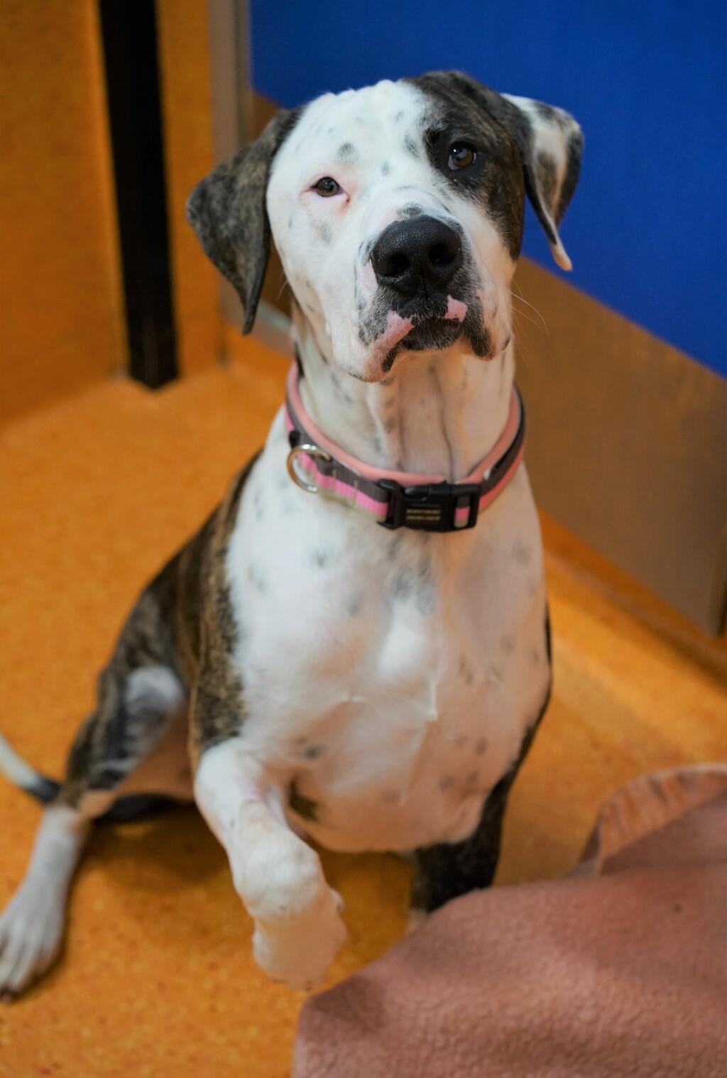 Chase - Large Male Bull Arab Mix Dog in QLD - PetRescue