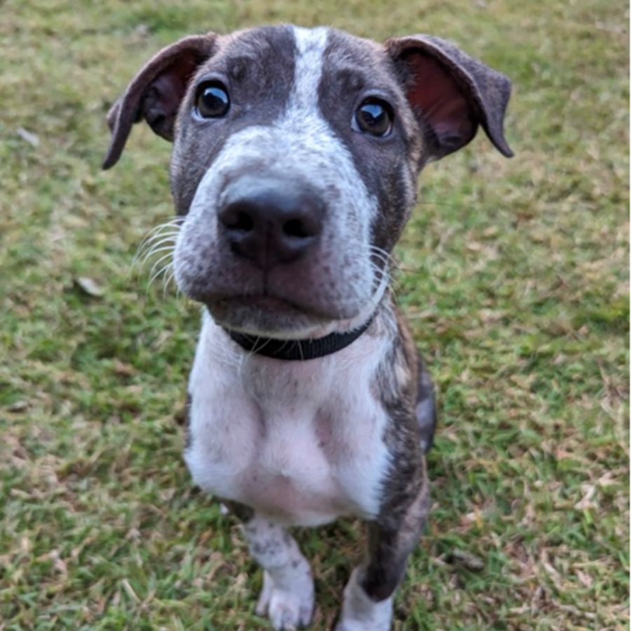 Kansas - Large Male Bull Arab x Labrador Mix Dog in QLD - PetRescue