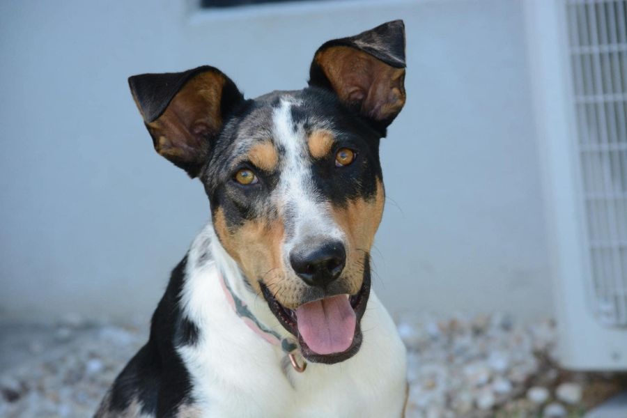 Lucy - Medium Female Koolie Mix Dog in VIC - PetRescue