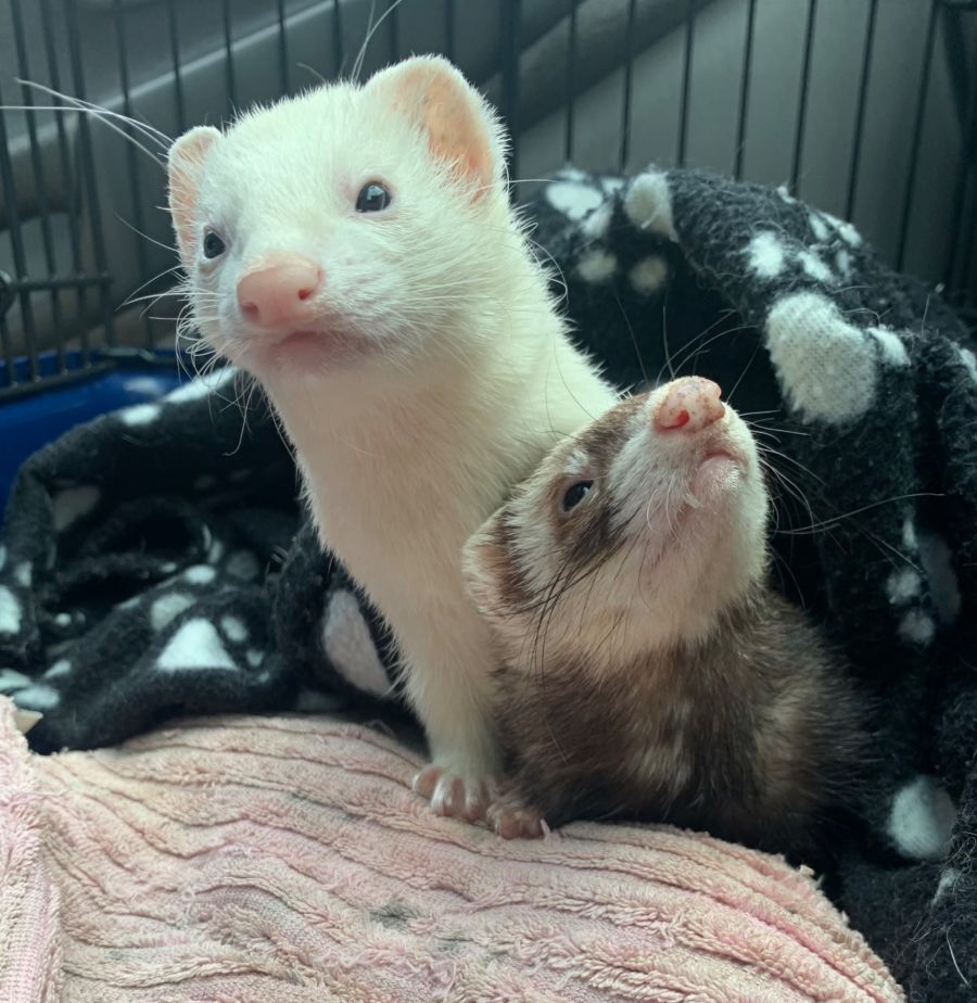 Frankie & Gidget - Female Ferret in VIC - PetRescue