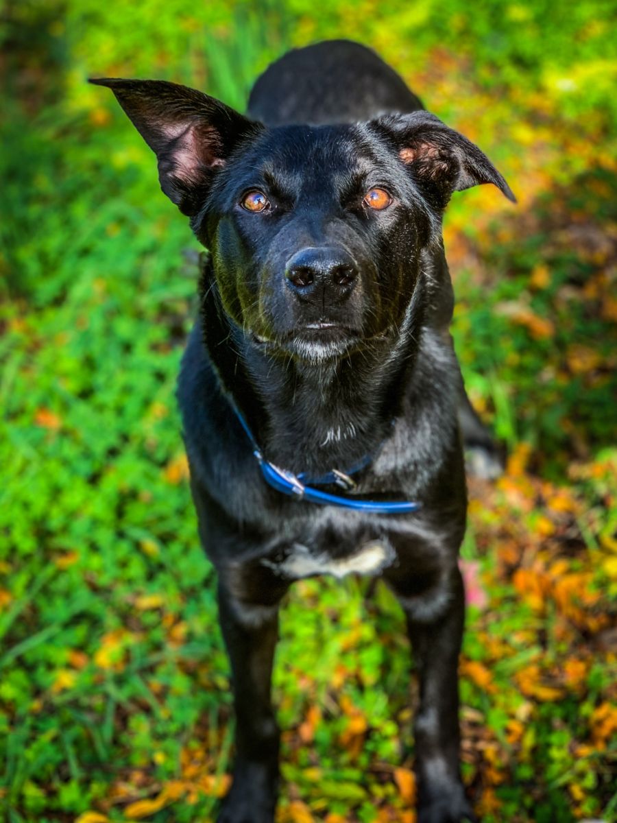 Zumba - Medium Male Kelpie Dog in VIC - PetRescue