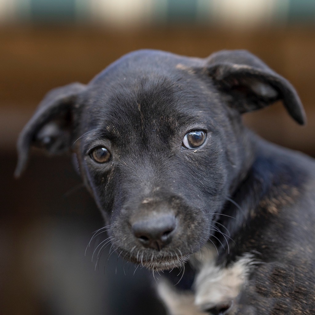 Alexis - Medium Female Mixed Breed Dog in WA - PetRescue