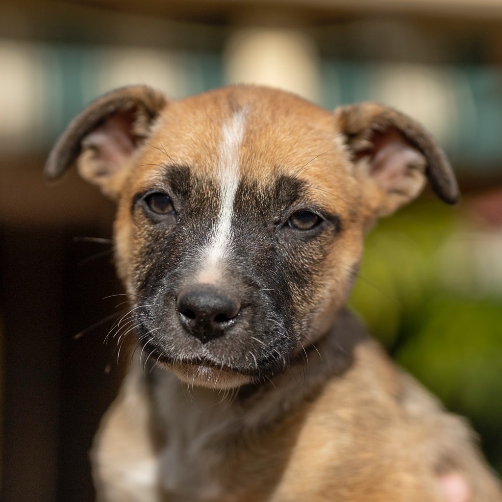 Shiloh - Medium Female Mixed Breed Dog in WA - PetRescue