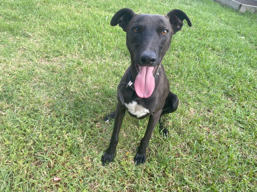 Reggie - Medium Male Whippet x Kelpie Dog in VIC - PetRescue