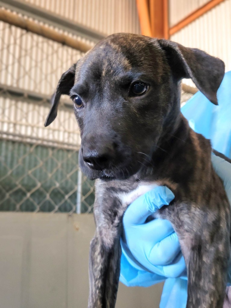 Pumbaa - Medium Male Mixed Breed Dog in NT - PetRescue