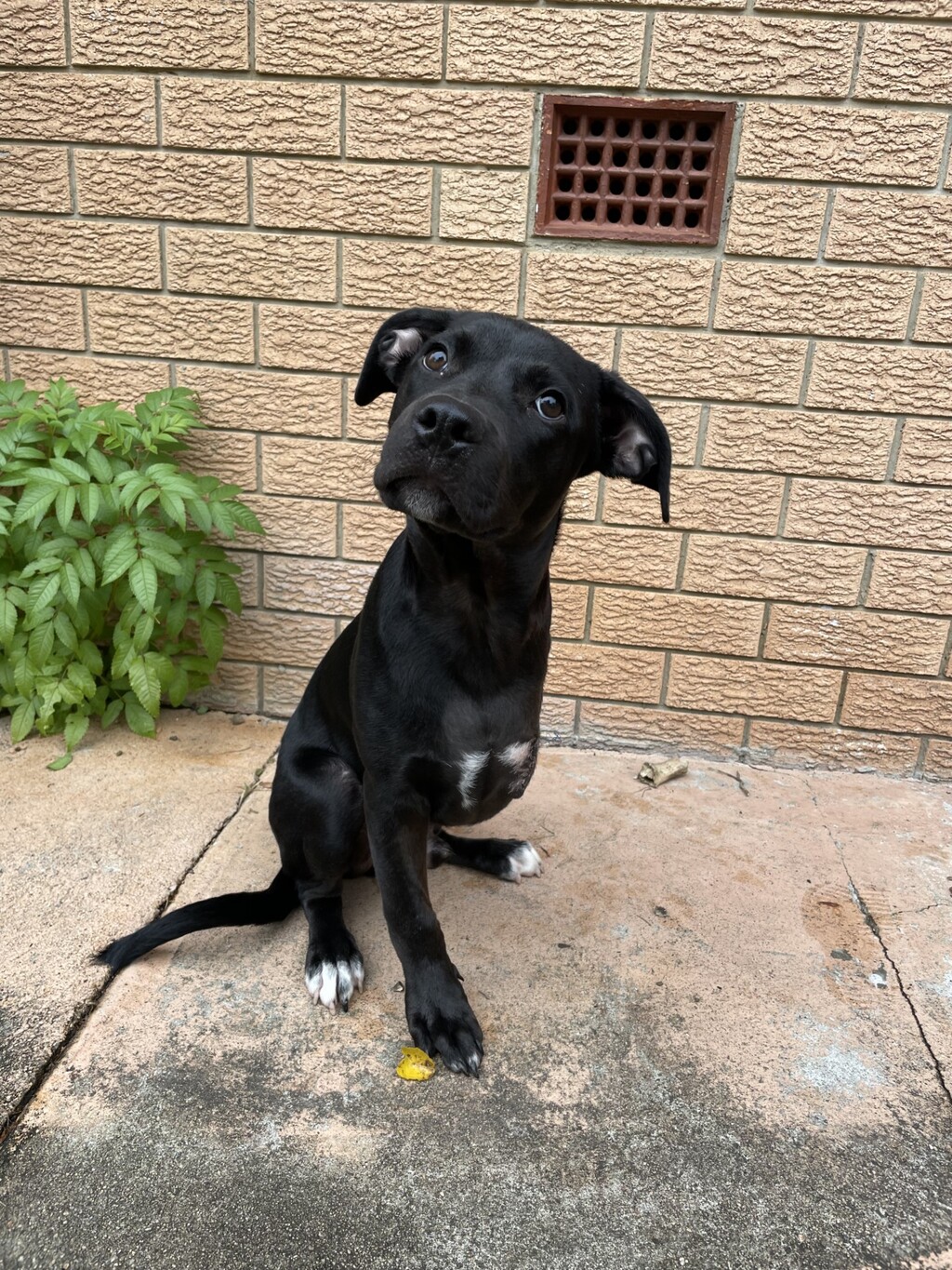 Harris - Medium Male Labrador Retriever x English Staffordshire Bull ...